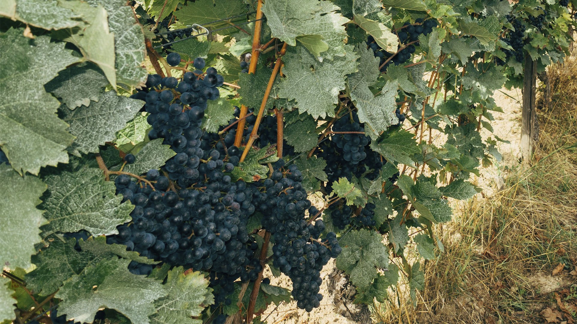 Nebbiolo: In-Depth Grape Varietal Profile Nebbiolo: In-Depth Grape Varietal Profile